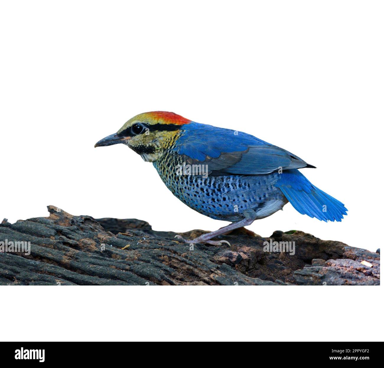 A beautiful blue pitta bird on a tree branch isolated on a white ...