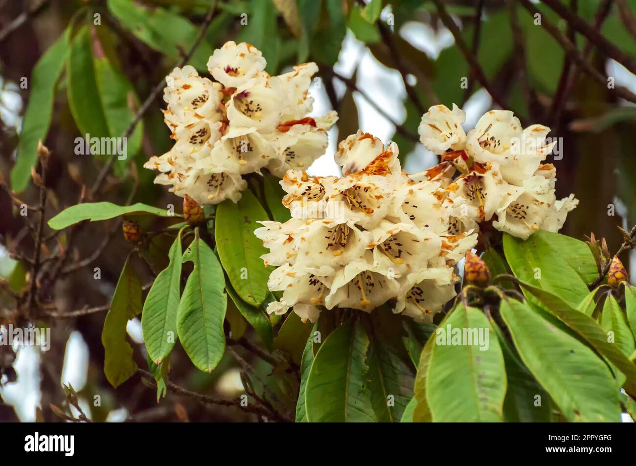 View of blooming Rhododendron niveum tree in Sikkim, India, An ...