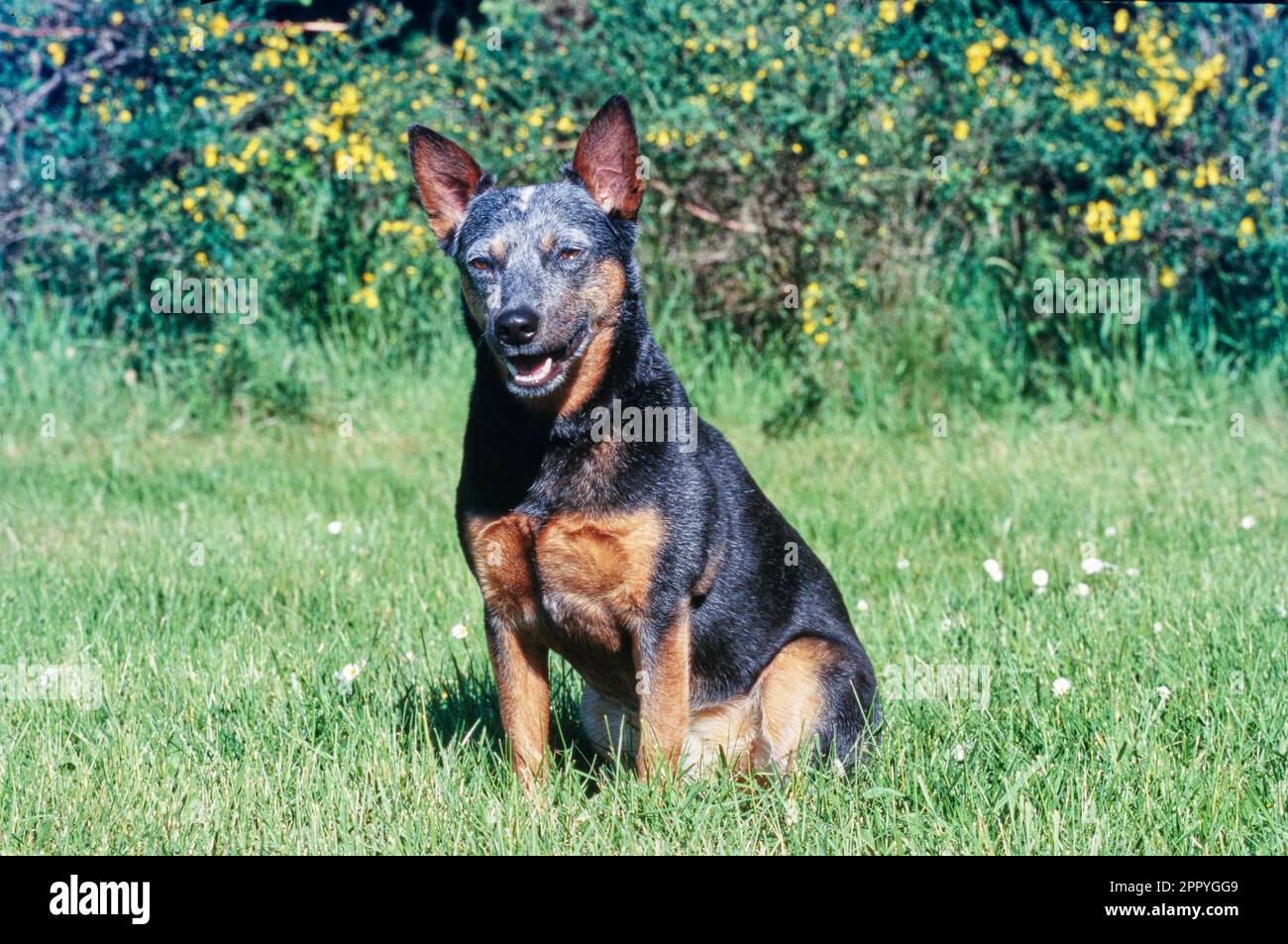 Australian cattle dog sitting hi-res stock photography and images - Alamy
