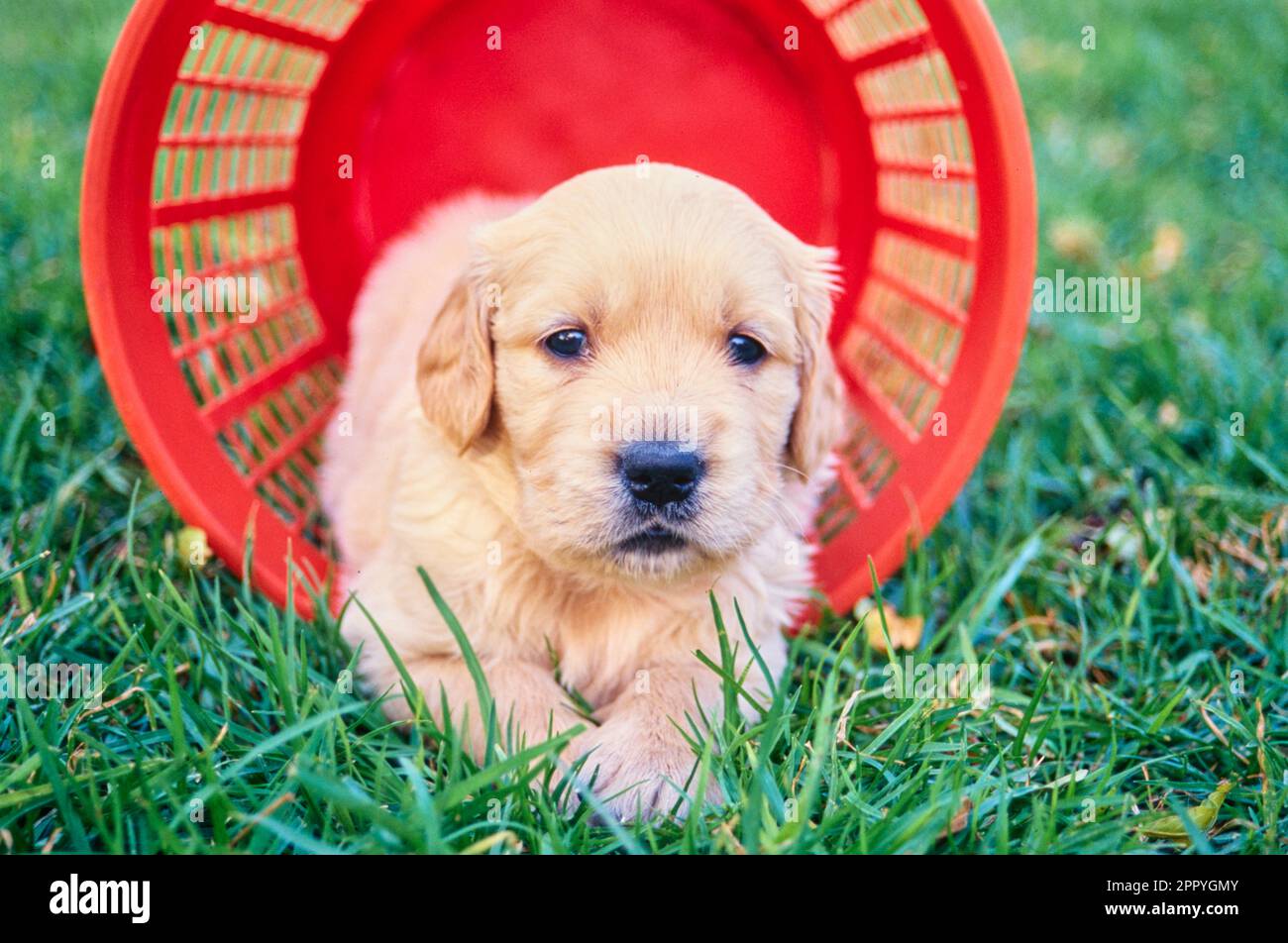 Golden retriever puppy sitting outside in small red laundry basket with ...