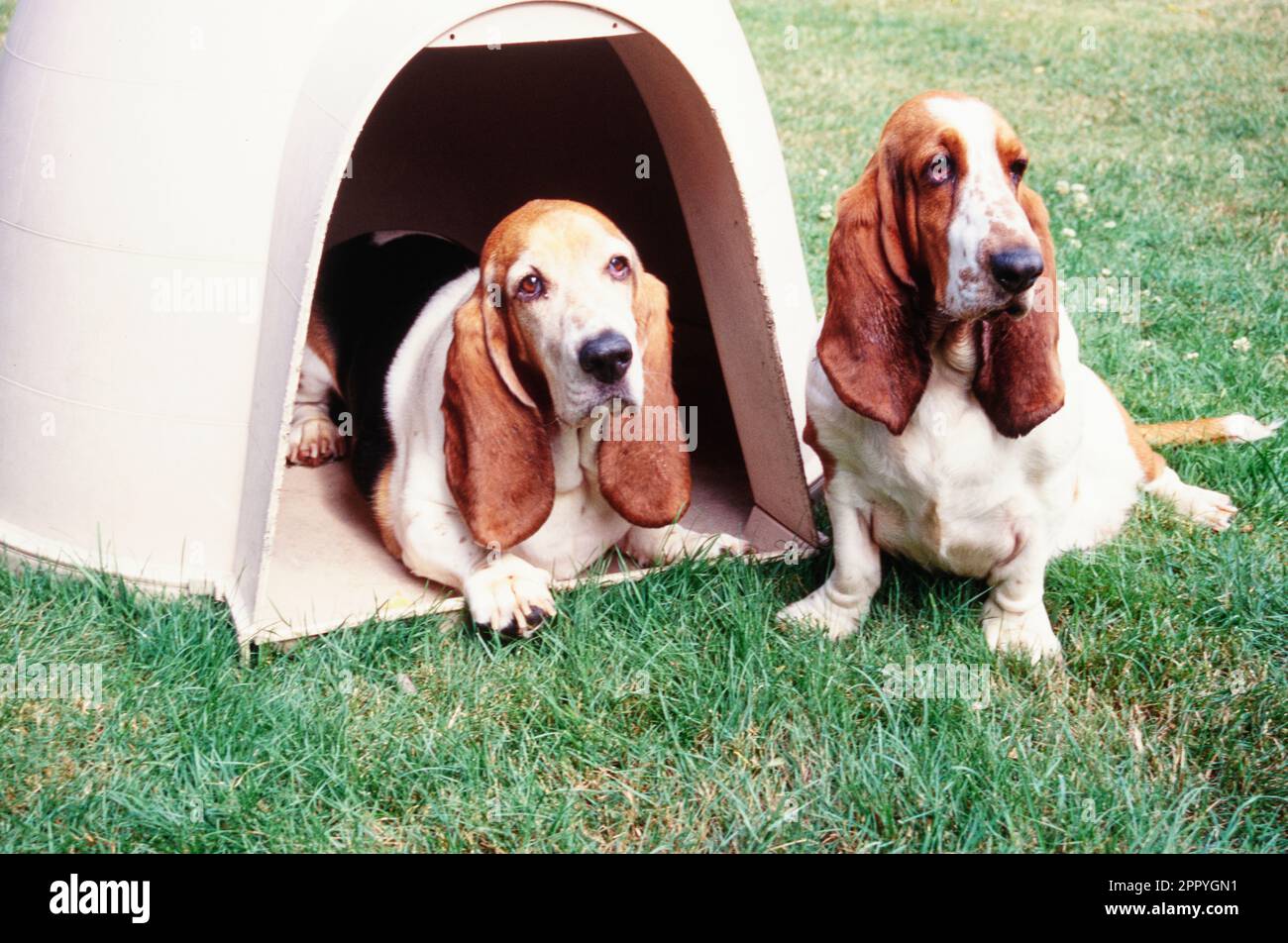 Two Basset Hounds near dog house outside Stock Photo - Alamy