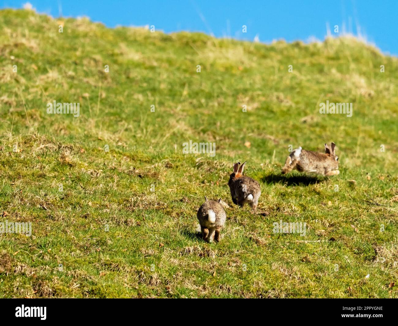 Rabbit, Oryctolagus cuniculus, running in a field in Ambleside, Lake ...