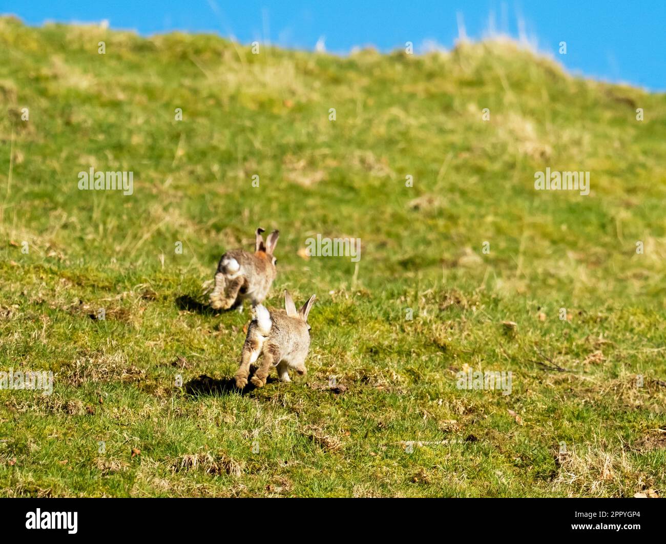 Rabbit running in grass hi-res stock photography and images - Alamy
