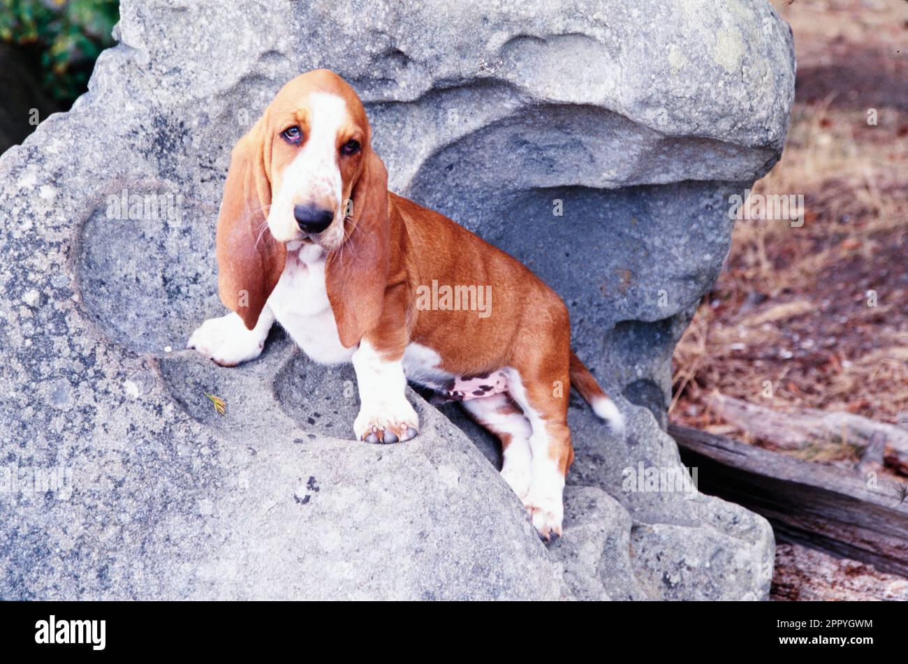 Basset Hound outside in yard sitting in a large rock Stock Photo - Alamy