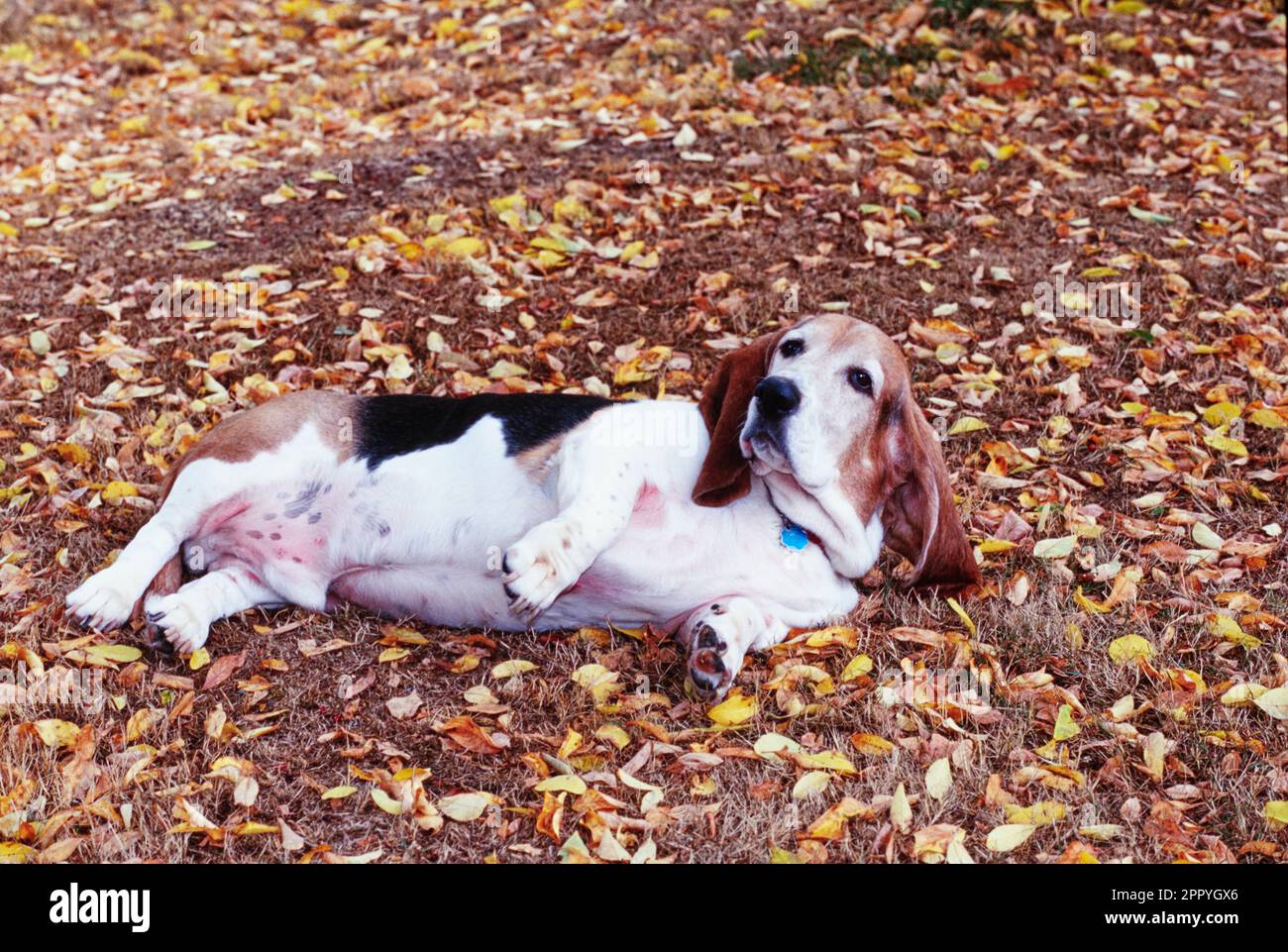 Basset Hound laying outside in autumn leaves in field Stock Photo - Alamy
