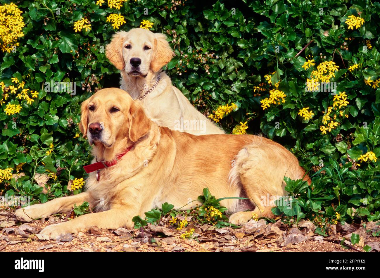 Two golden retrievers hi-res stock photography and images - Alamy
