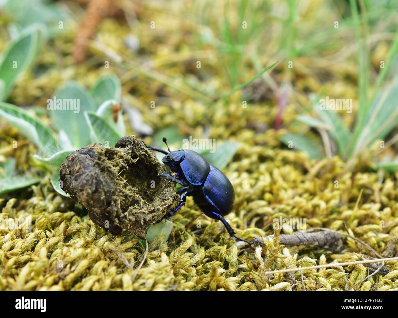 Anoplotrupes stercorosus,dor beetle moving feces Stock Photo - Alamy