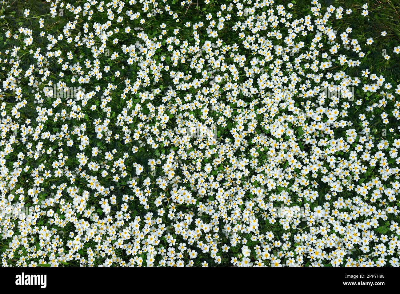 Flowery field of chamomile, aromatic and medicinal plant Stock Photo ...