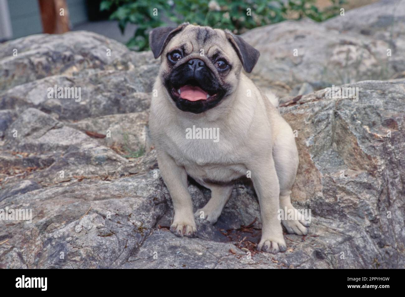 Pug sitting on large rock outside with mouth open smiling Stock Photo ...