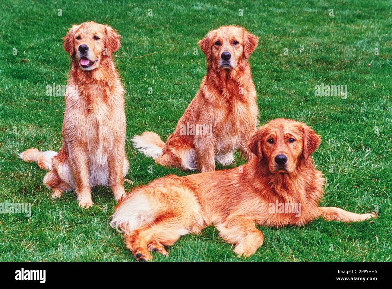 Three golden retrievers hi-res stock photography and images - Alamy