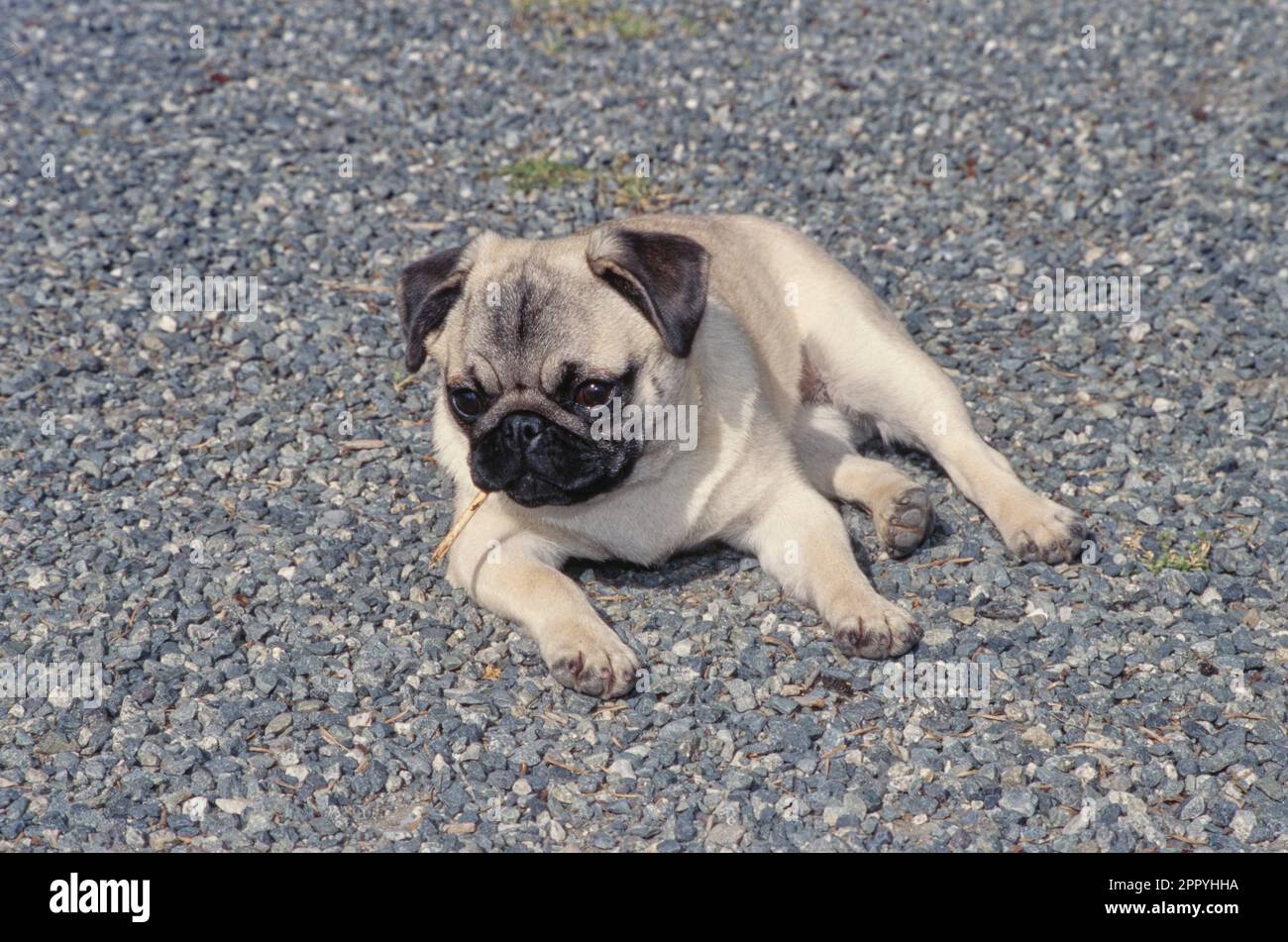 Pug laying down on gravel with twig in mouth looking left Stock Photo ...