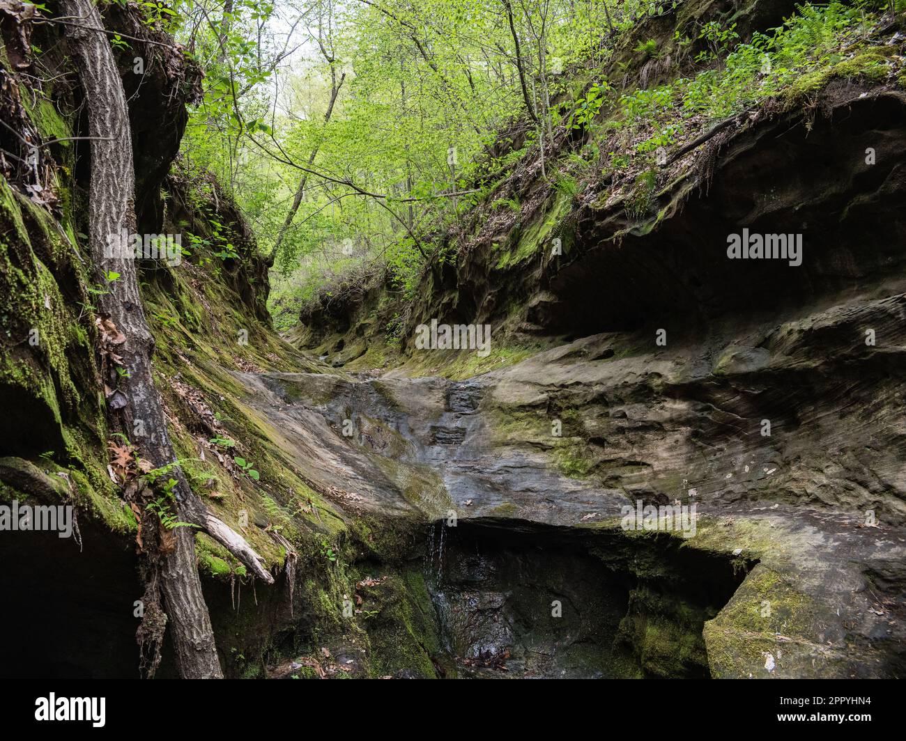Little Grand Canyon trail in the Shawnee National Forest Stock Photo ...
