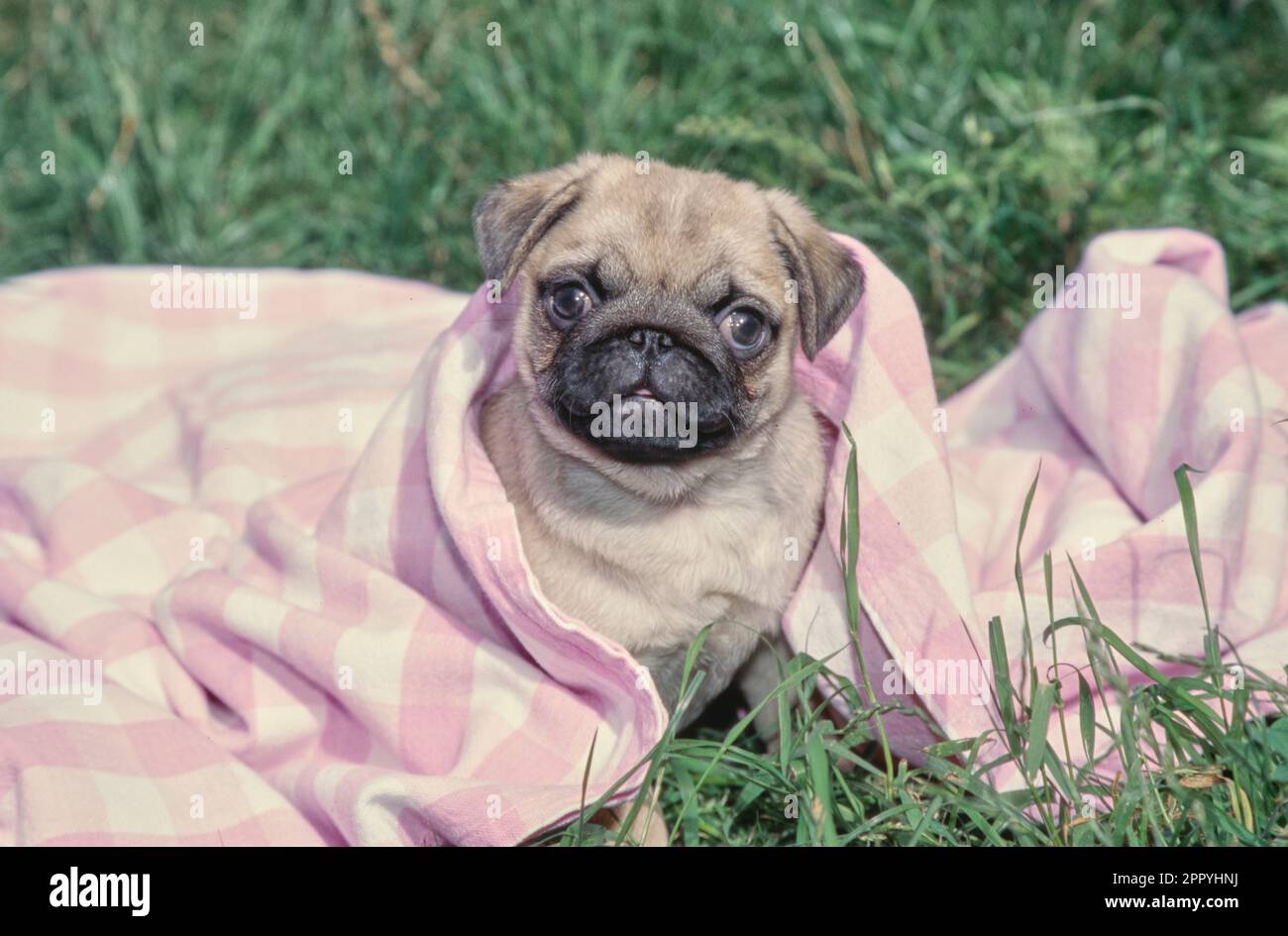 Pug puppy sitting under pink and white checkered blanket in grass Stock ...
