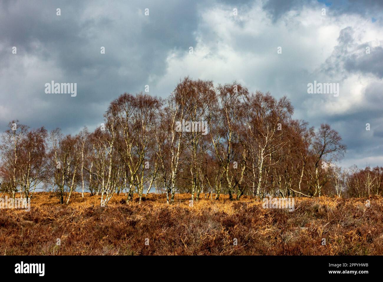 Winter view with silver birch trees at Birchen Edge near Baslow in the ...