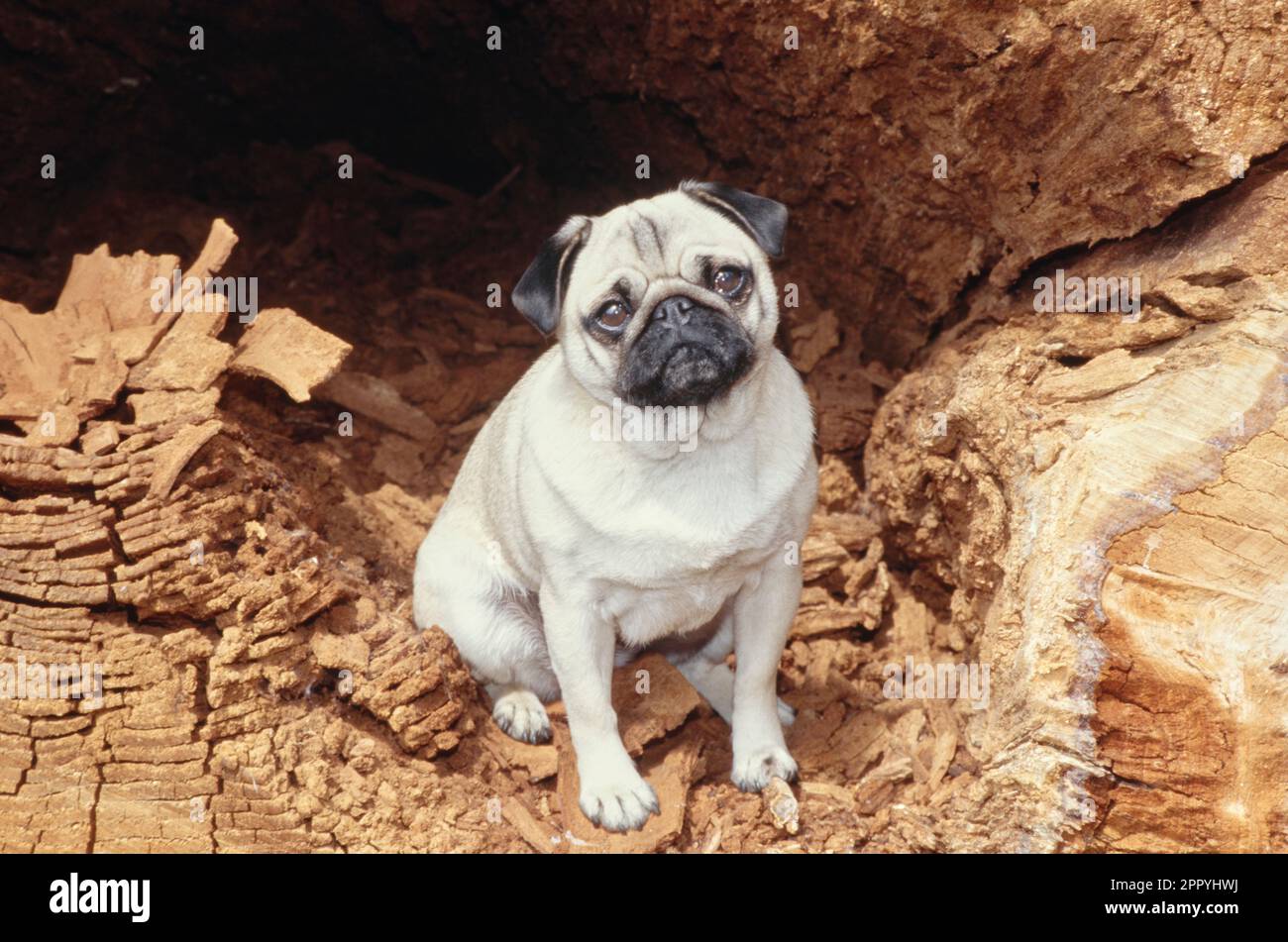 Pug sitting inside giant tree stump opening Stock Photo - Alamy