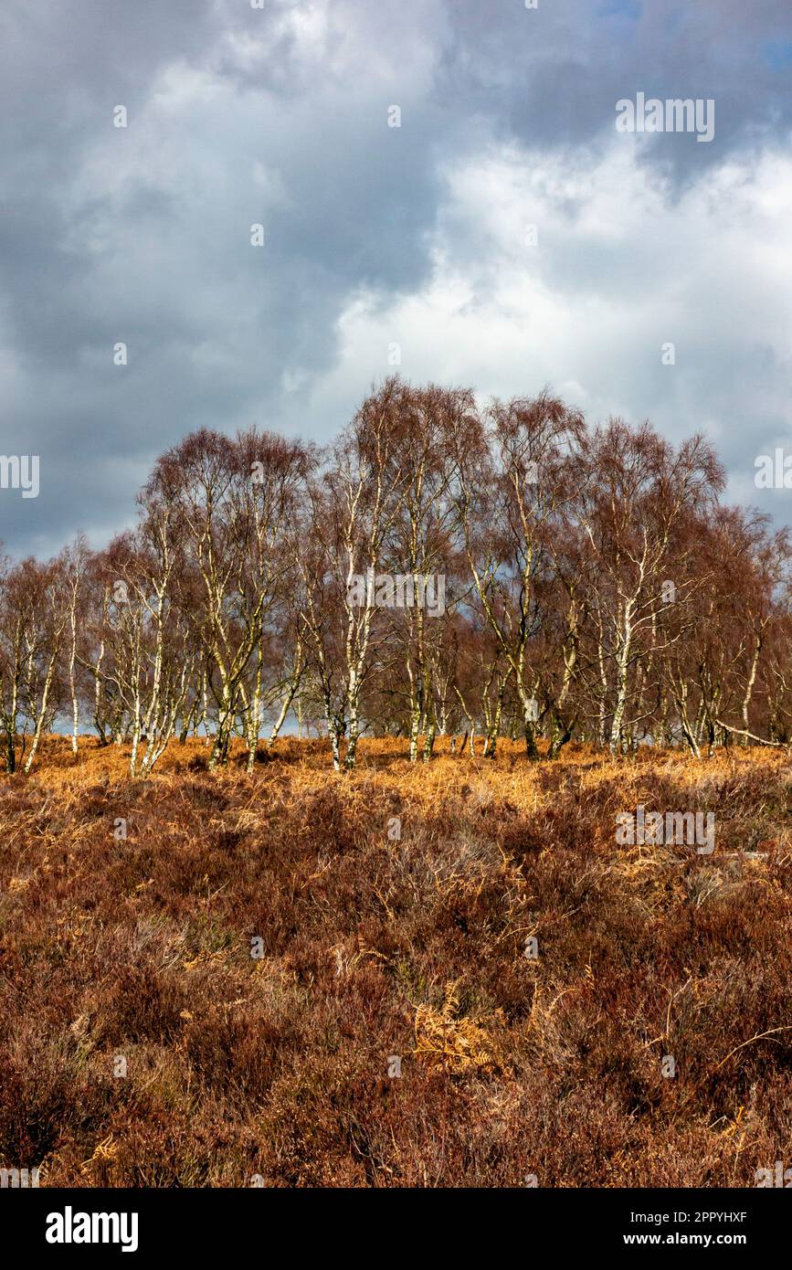 Winter view with silver birch trees at Birchen Edge near Baslow in the ...