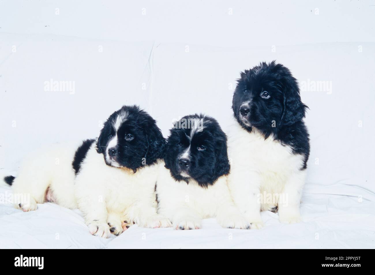 Three cute Newfoundland puppies sitting on couch with white blanket ...