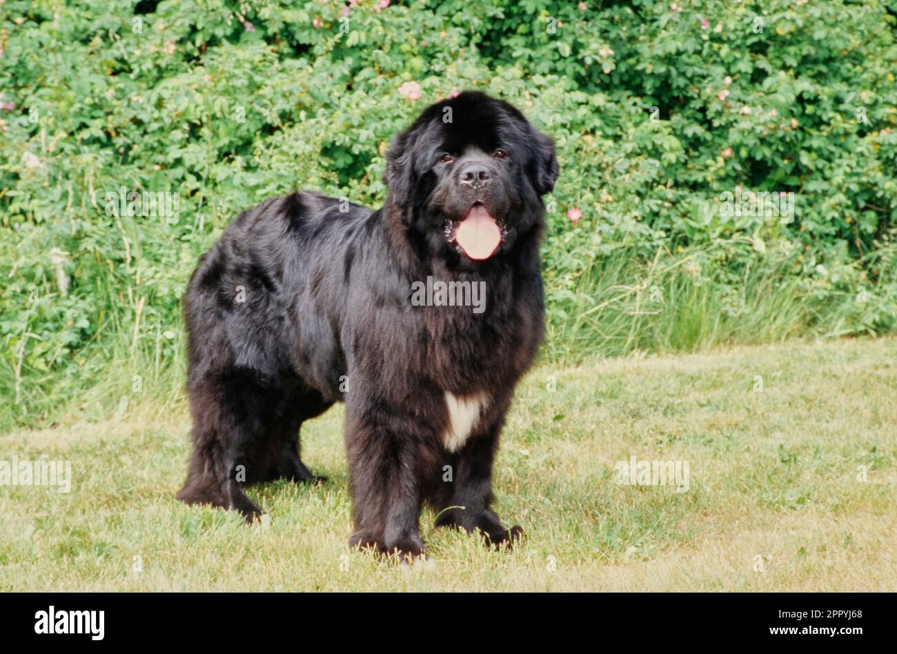 Newfoundland standing outside in the grass in front of thick bushes ...