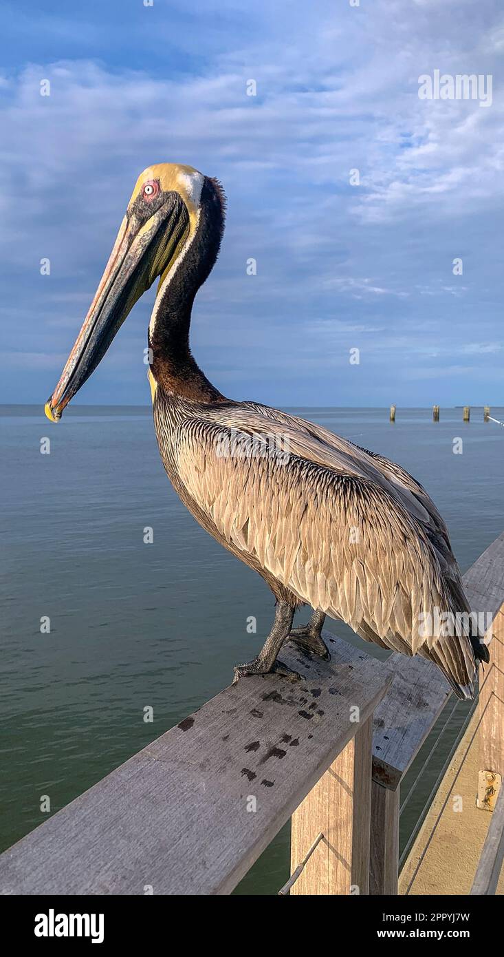Pelican and Great Blue Heron compete for food at Fort Morgan Pier Stock ...