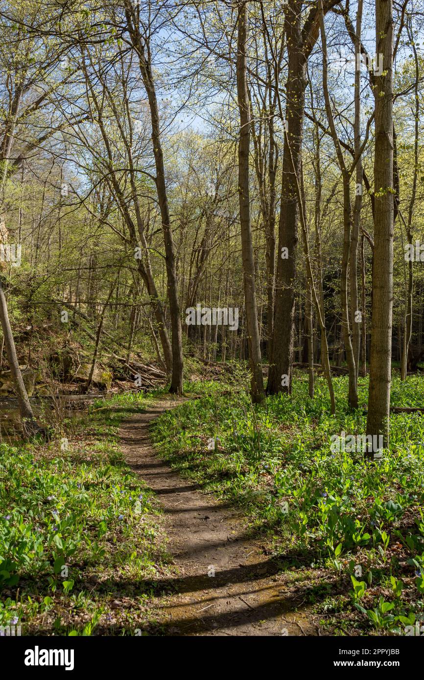 Signs of spring color on a sunny early spring hike at Starved Rock ...