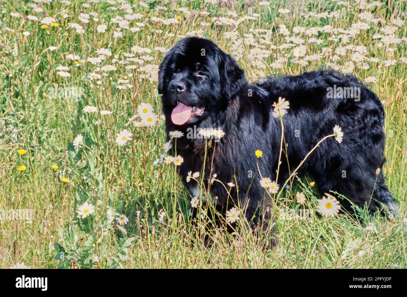 Newfoundland standing behind white flowers in field of tall grass with ...