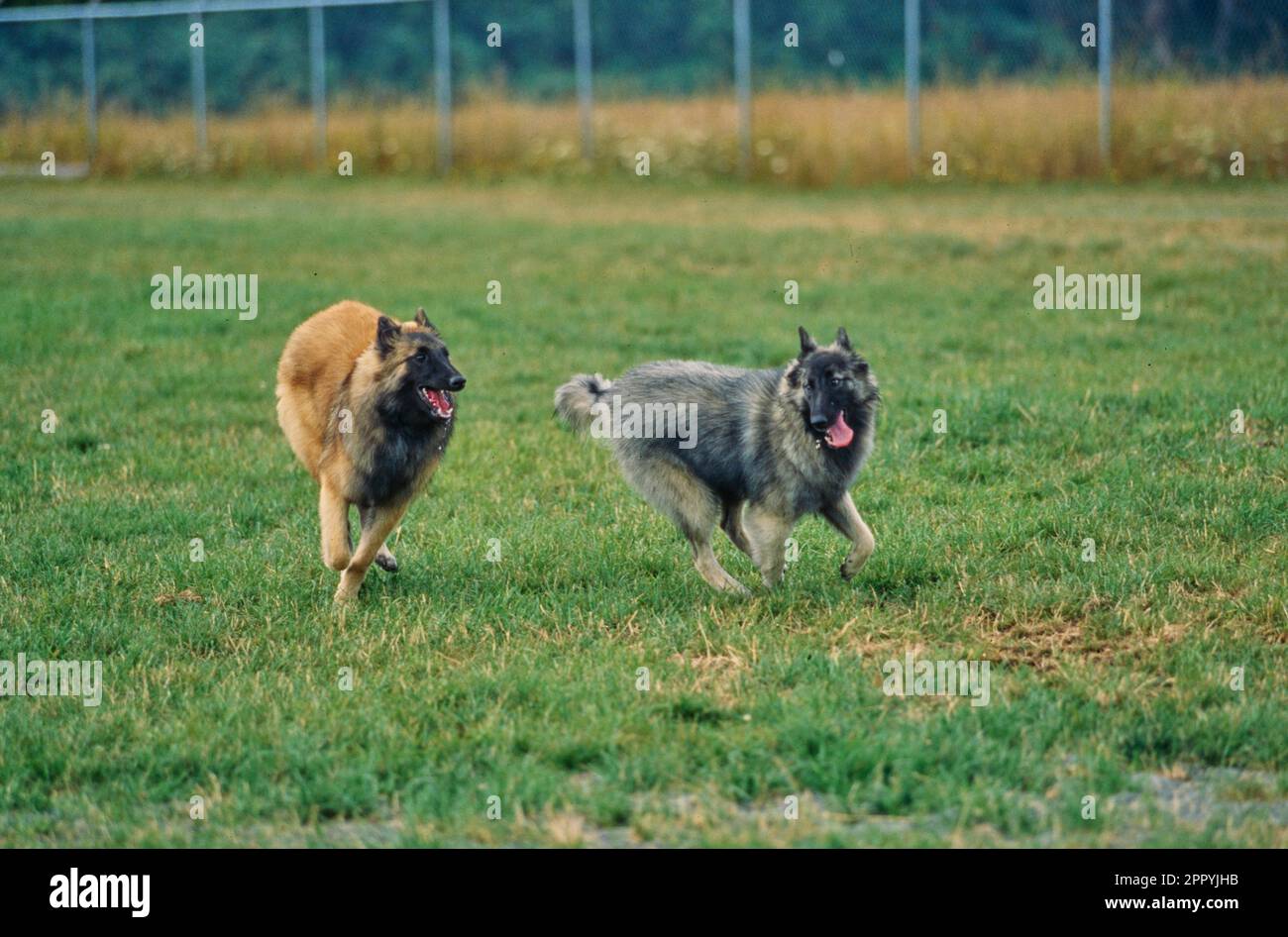 Two Belgian Shepherds running through grassy field with chain link ...