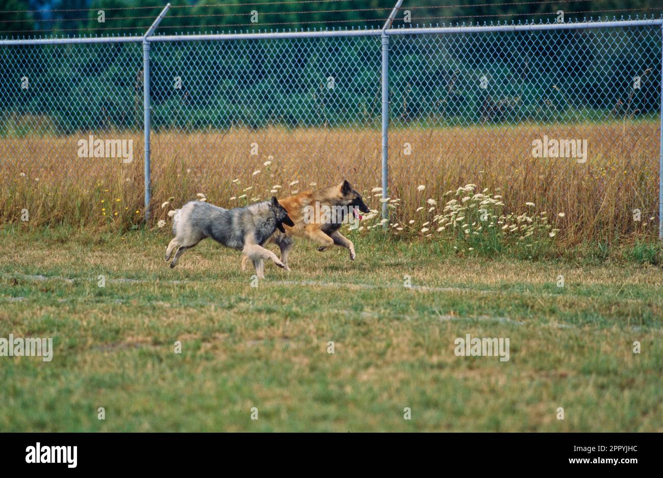 Two Belgian Shepherds running through grassy field near chain link ...