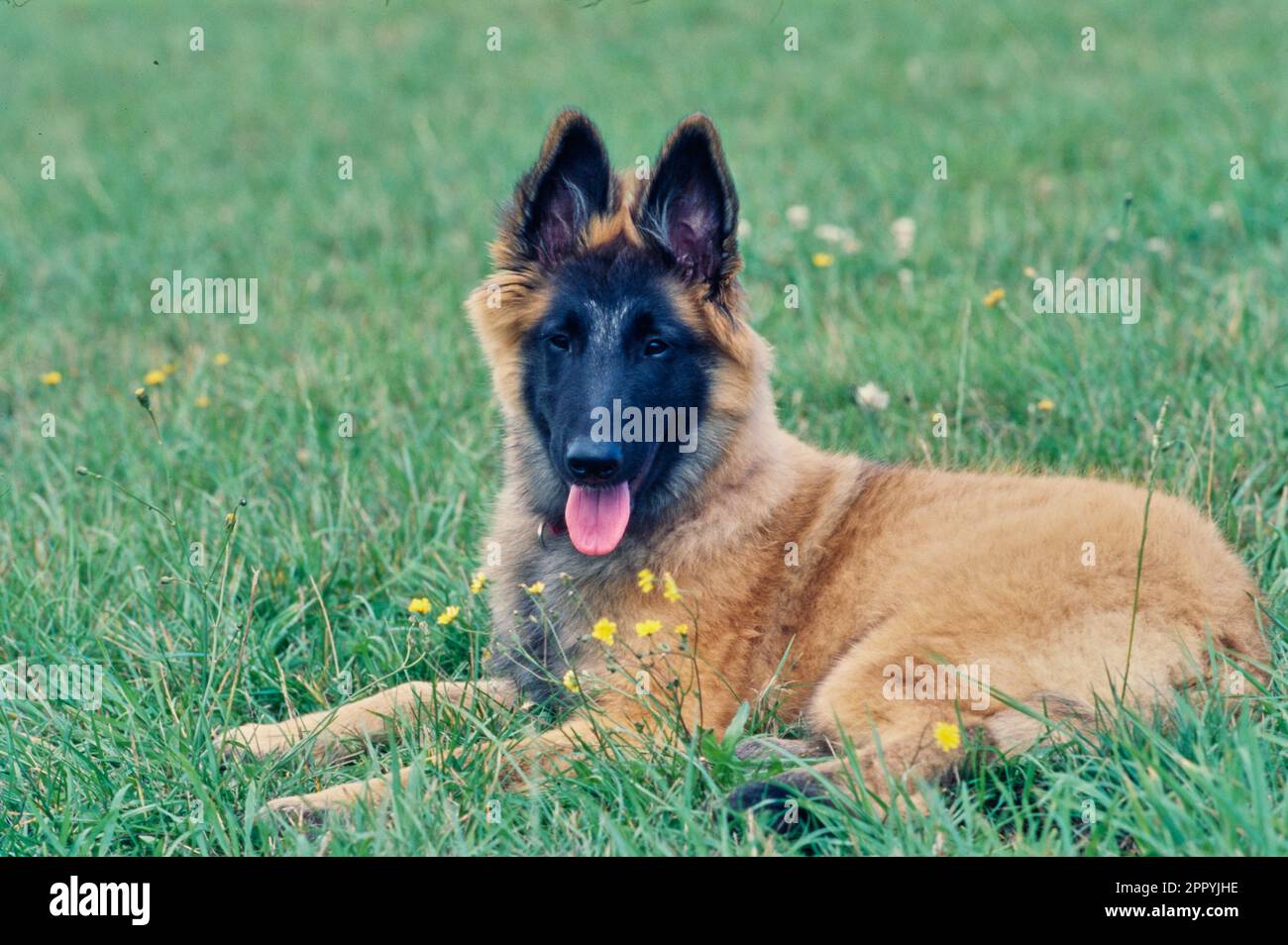 Young Belgian Shepherd laying down outside in grass with small yellow ...