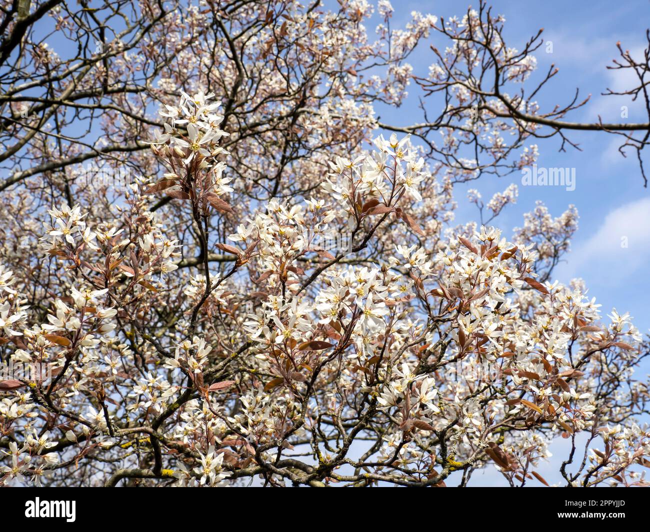 Amelanchier blossom on a garden tree in Clitheroe, Lancashire, UK Stock ...