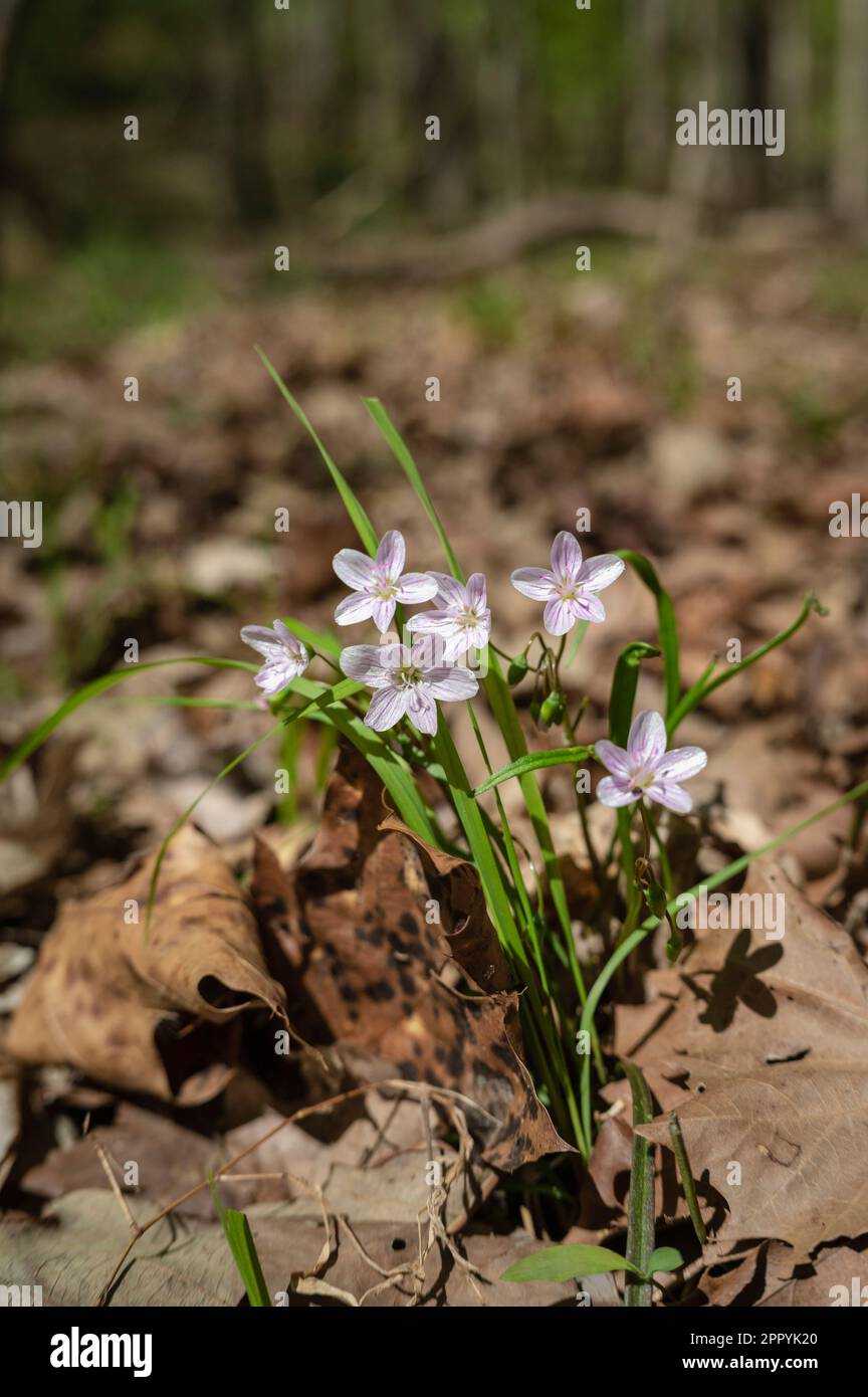 Wild Spring Beauty (Claytonia virginica), North Carolina, United States ...