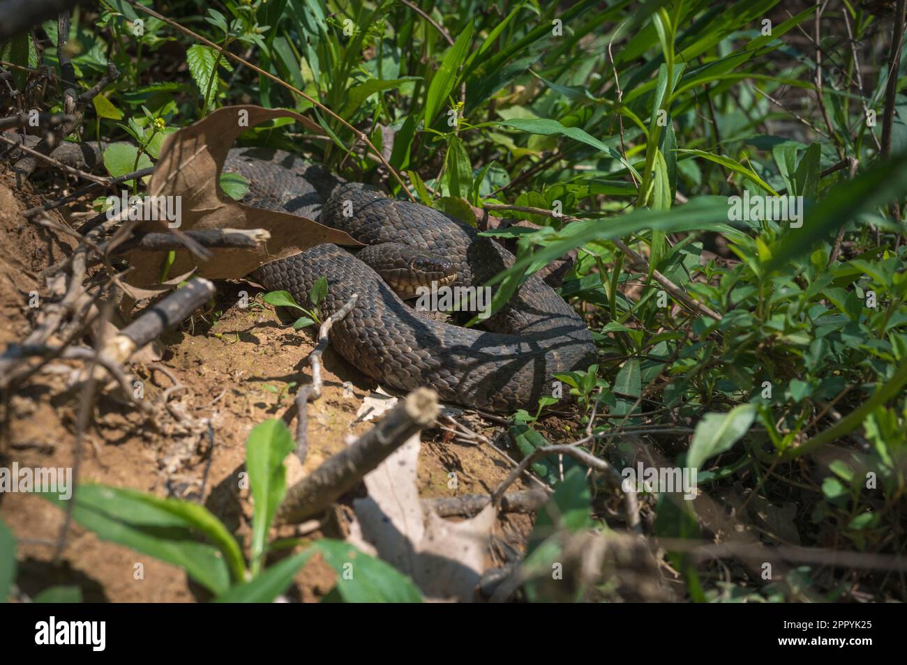 Brown Water Snake (Nerodia taxispilota), White Pines Nature Preserve ...