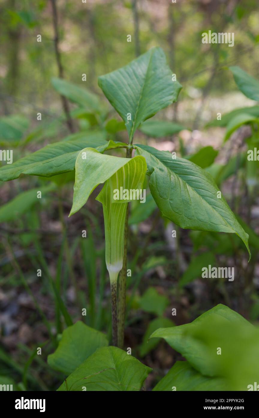 Wild Jack in the Pulpit (Arisaema triphyllum) on the forest floor ...