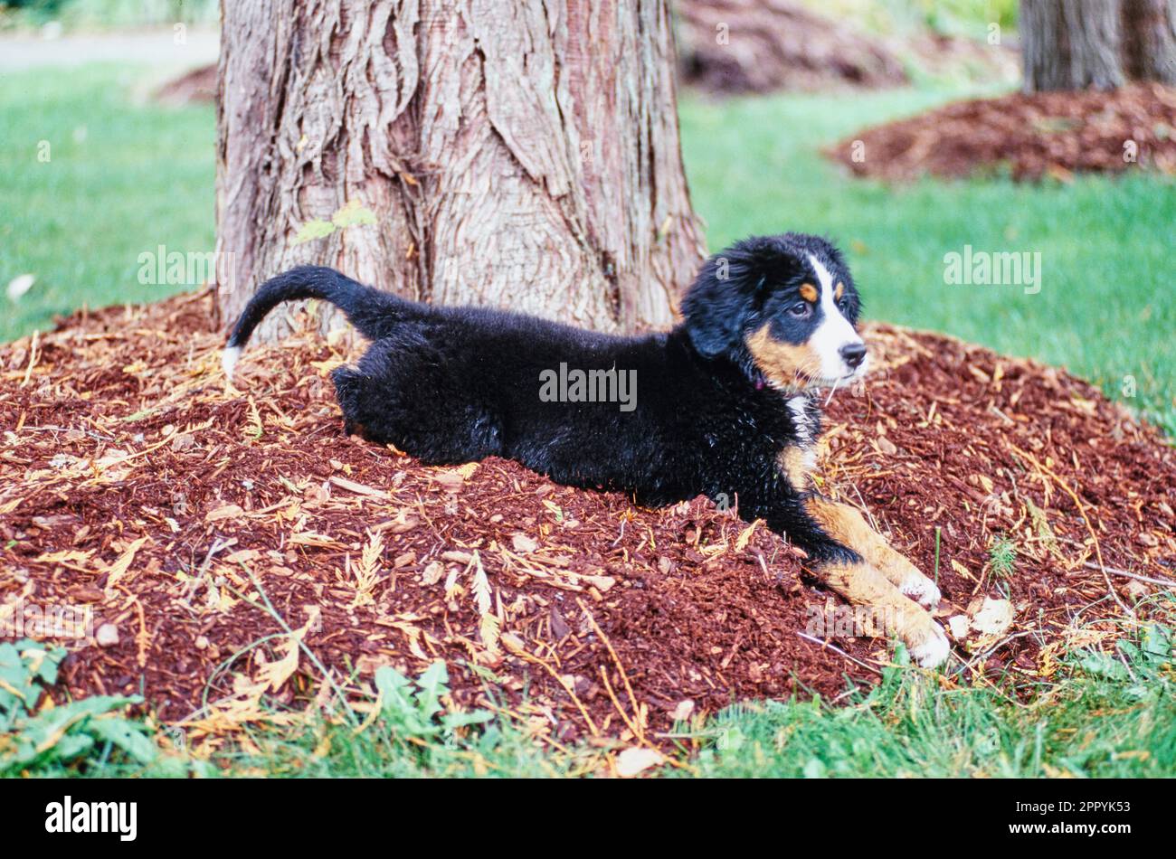 Bernese Mountain Dog puppy laying in mulch Stock Photo - Alamy