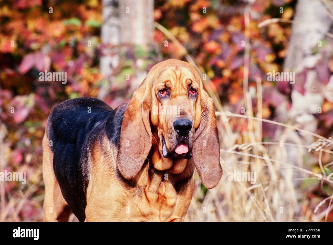 Bloodhound in field hi-res stock photography and images - Alamy