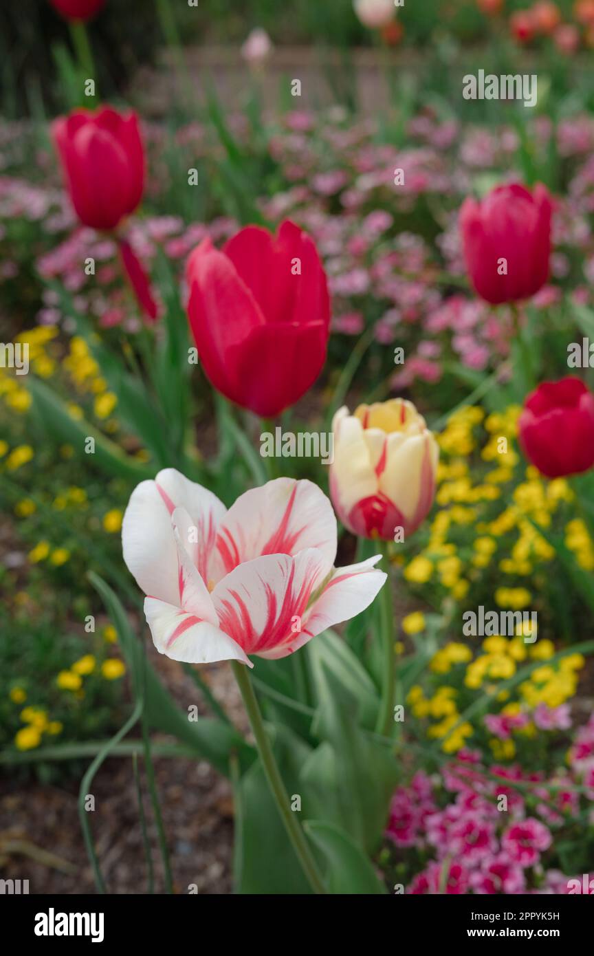 Duke university hi-res stock photography and images - Alamy