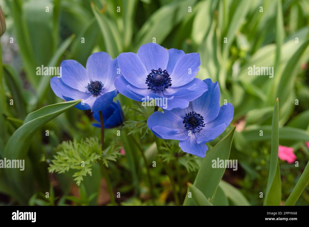Blue Poppy Flower