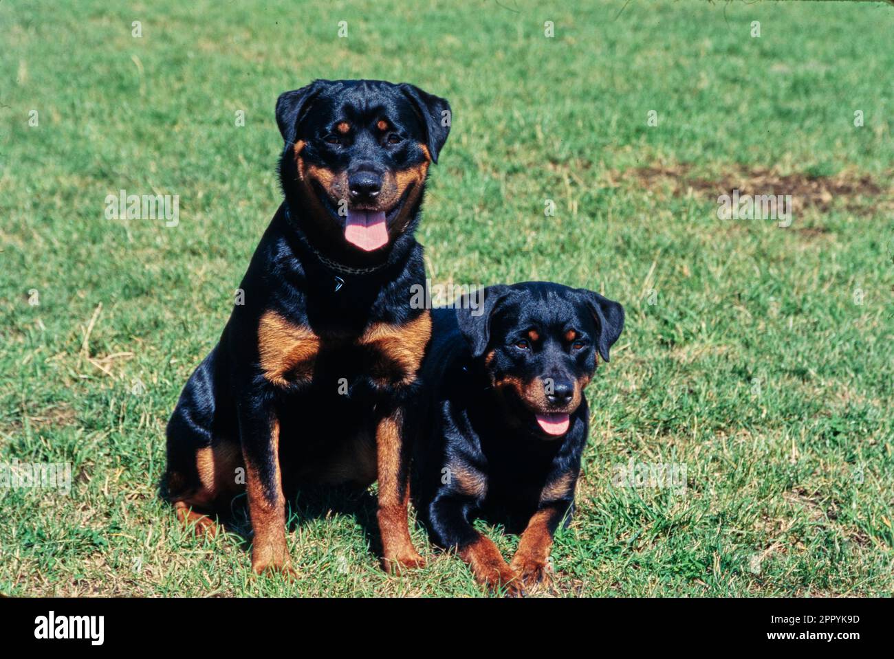 Rottweilers together in grass field Stock Photo - Alamy