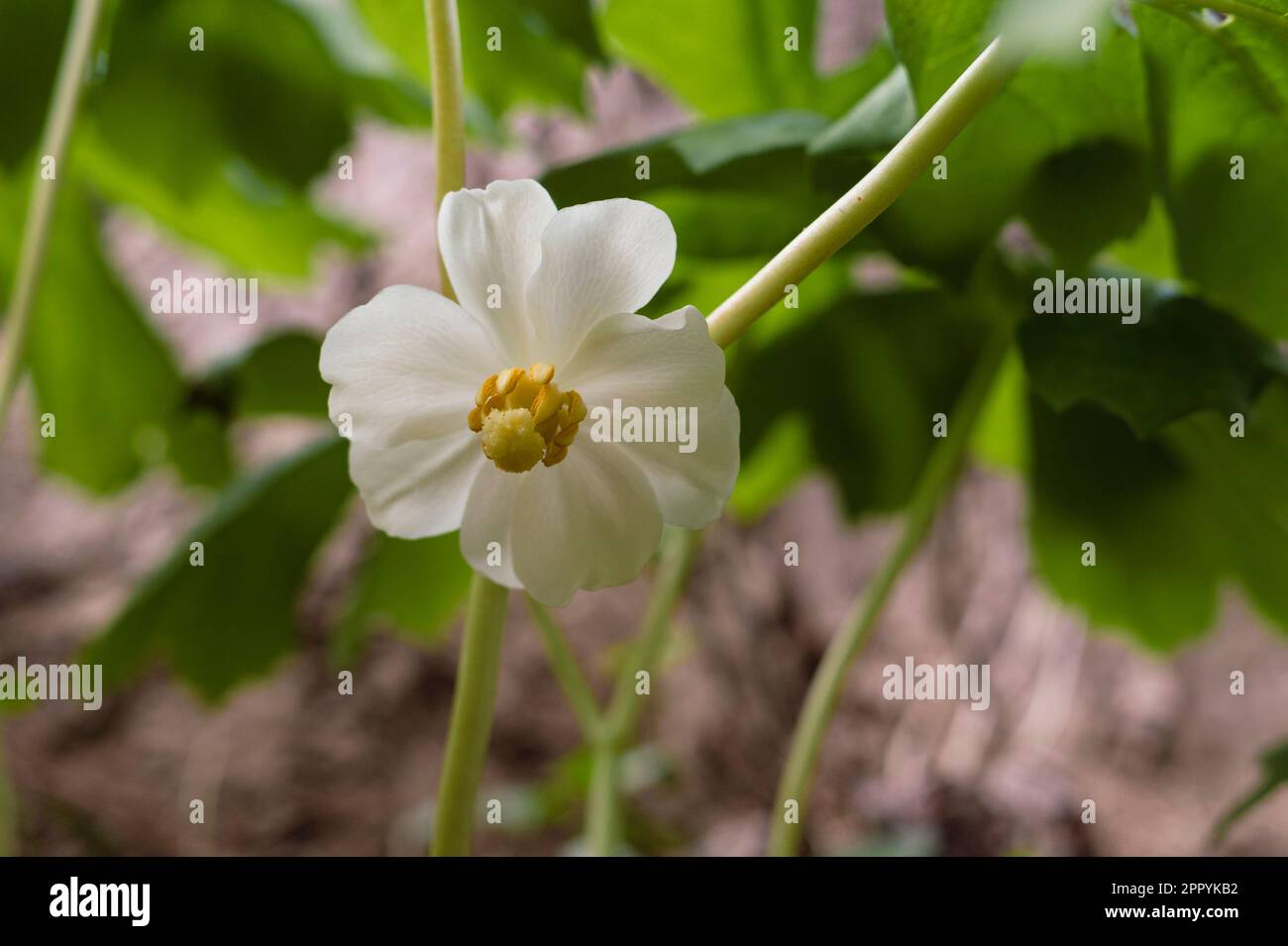 Mayapple Flower (Podophyllum peltatum), Sarah P. Duke Gardens, Duke ...