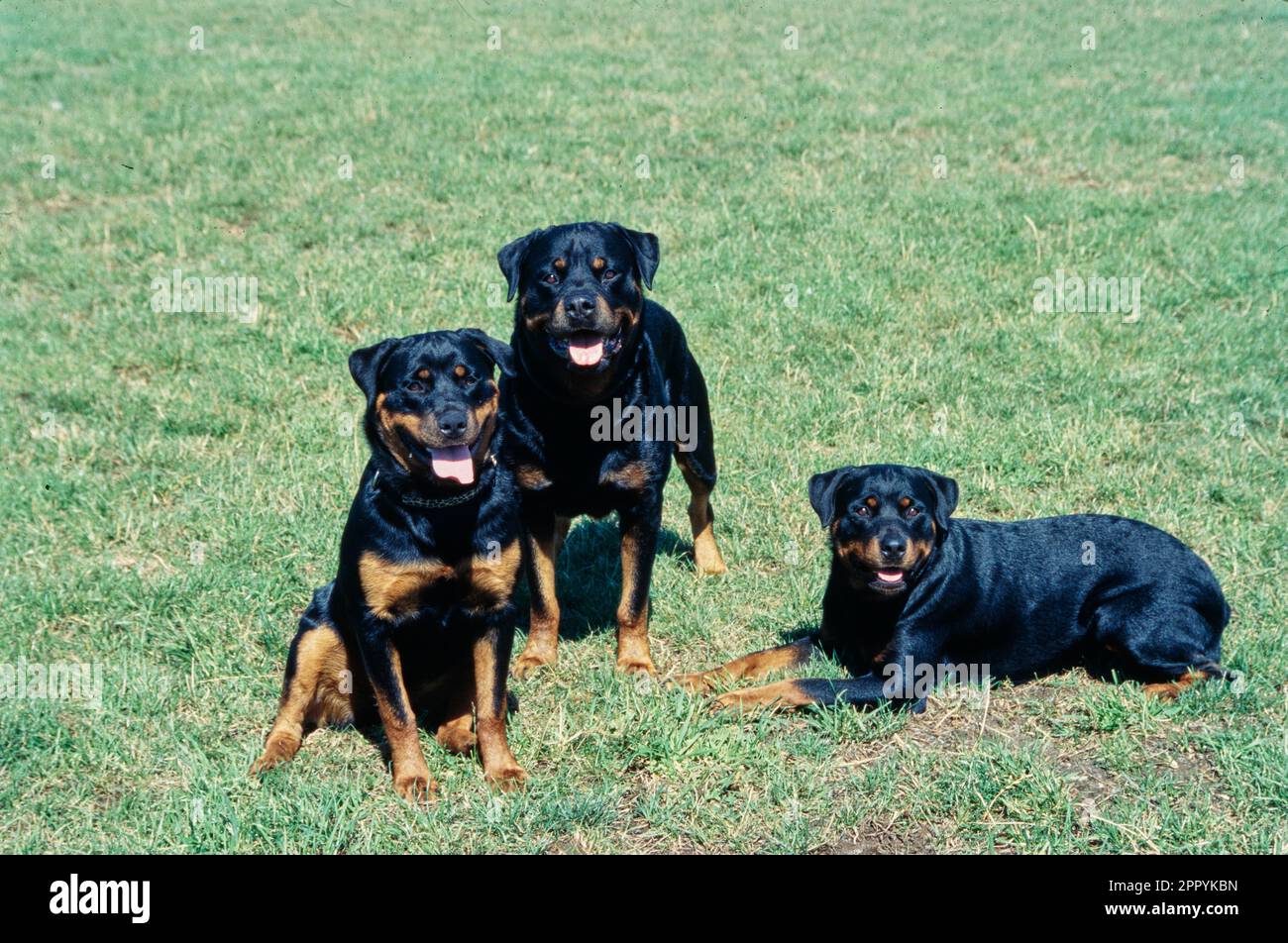 Rottweilers in grass Stock Photo - Alamy