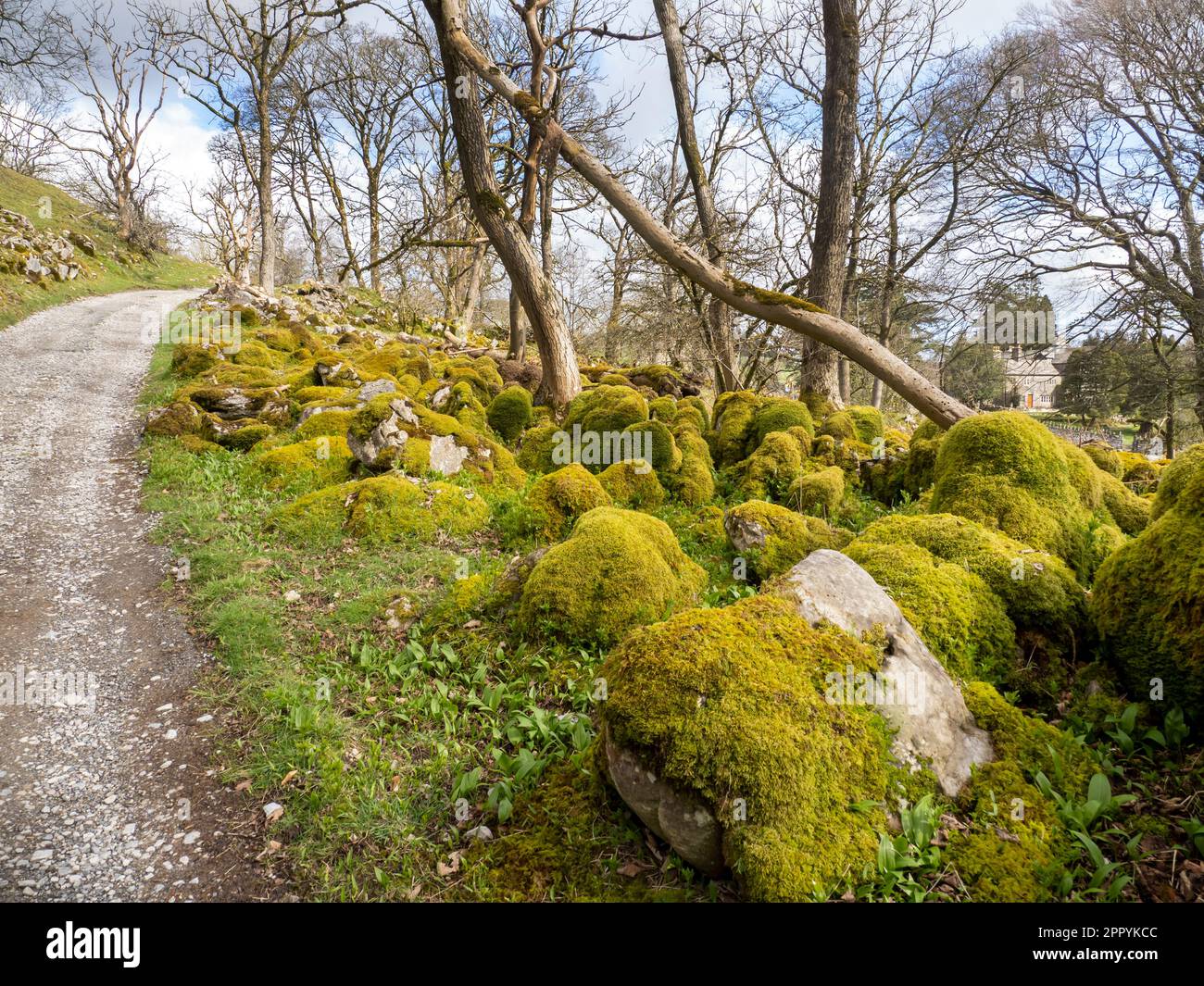 Moss covered limestone boulders in Chapel-le-Dale, Yorkshire Dales, UK ...