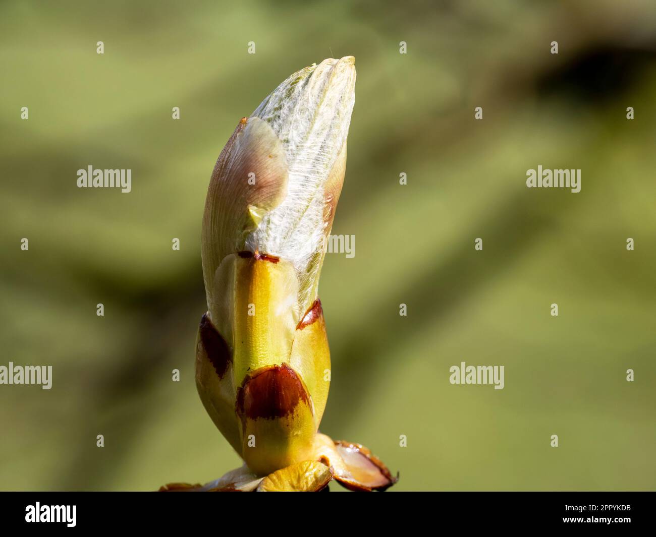 Horse Chestnut leaves unfurling in spring in Chapel-le-Dale, Yorkshire ...