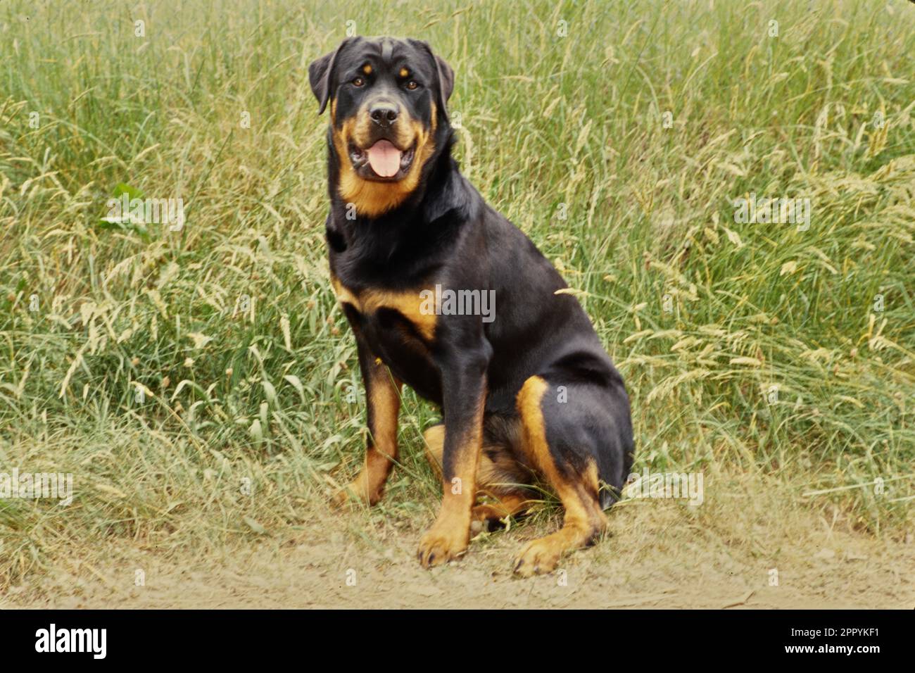 Rottweiler sitting hi-res stock photography and images - Alamy