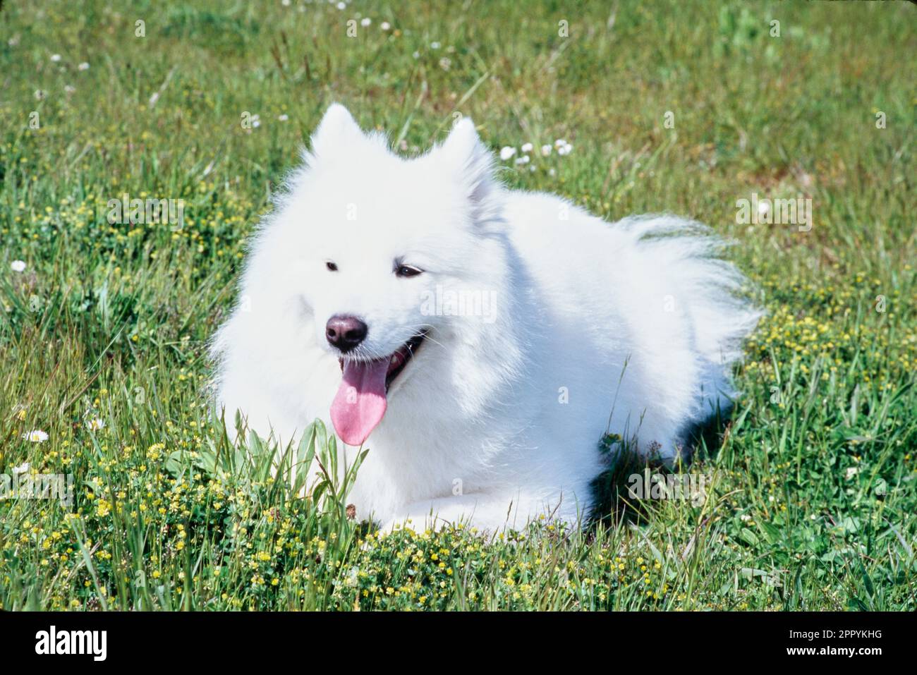 Samoyed laying in field with tongue out Stock Photo - Alamy