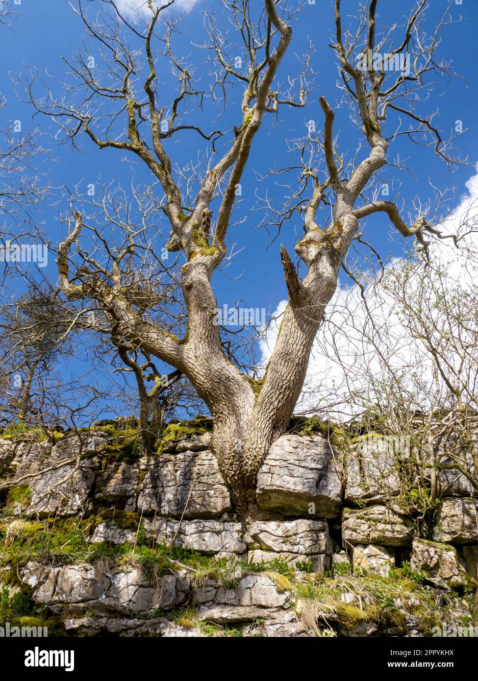 An Ash tree growing out of a crack in a Limestone outcrop in Chapel-le ...