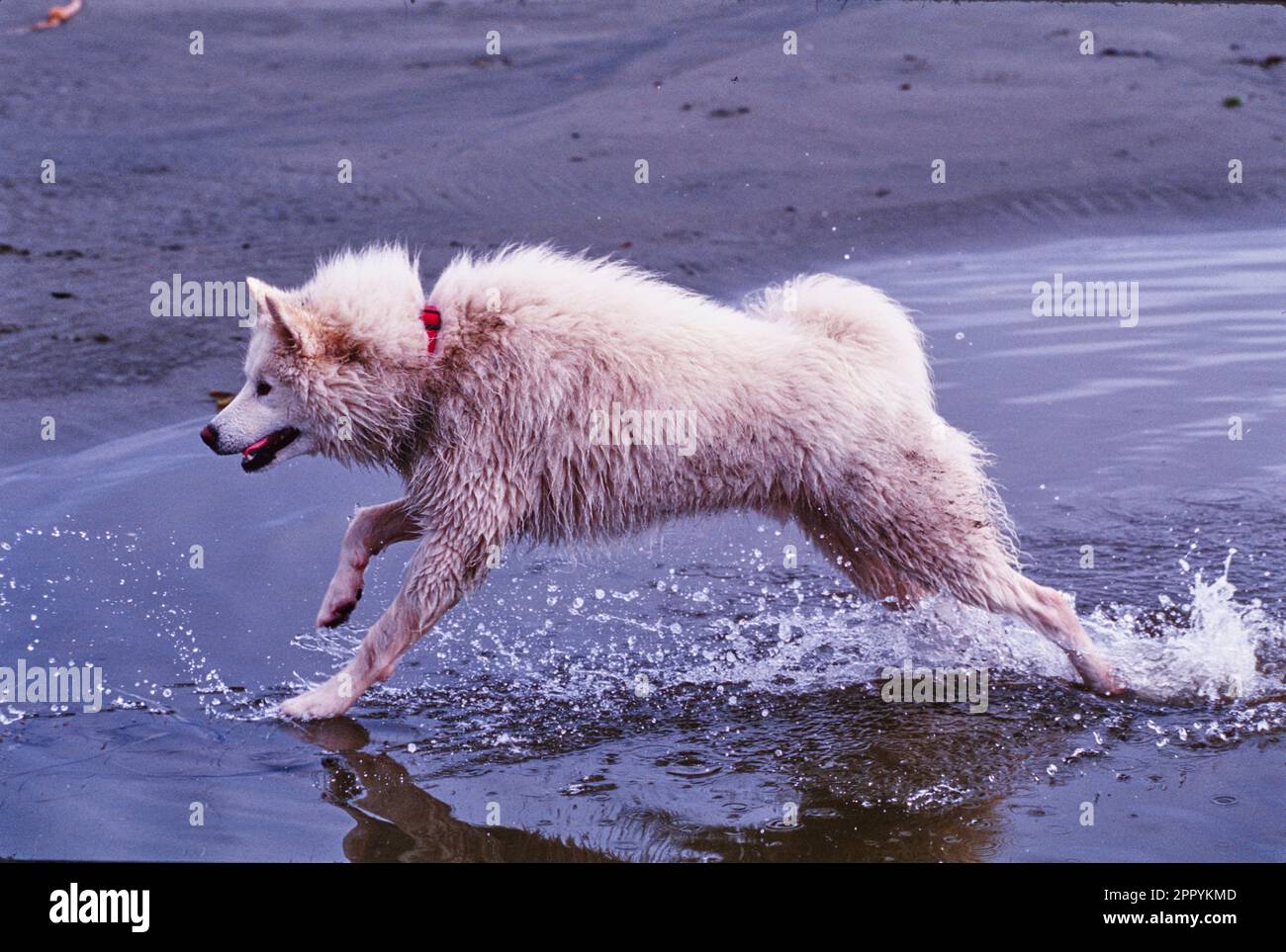 Samoyed running hi-res stock photography and images - Alamy