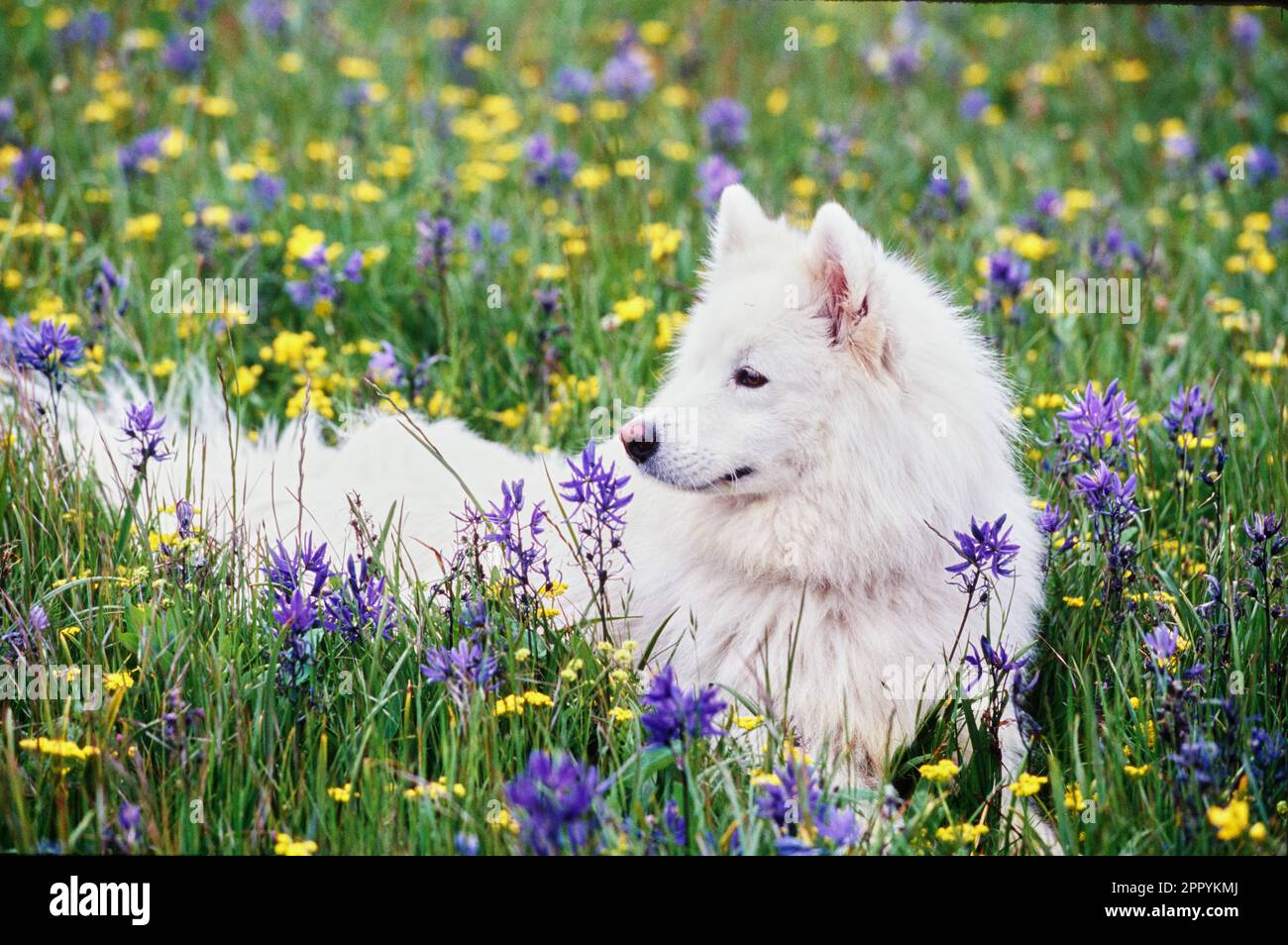 Laying in the flowers hi-res stock photography and images - Alamy