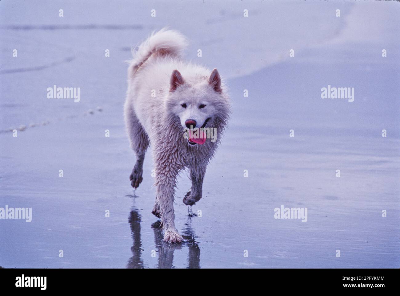 Wet samoyed hi-res stock photography and images - Alamy