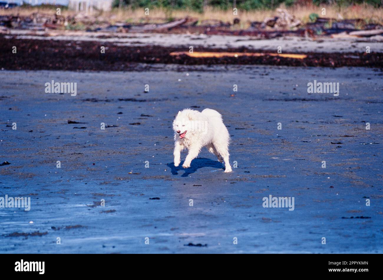 Samoyed running on the beach towards water Stock Photo - Alamy