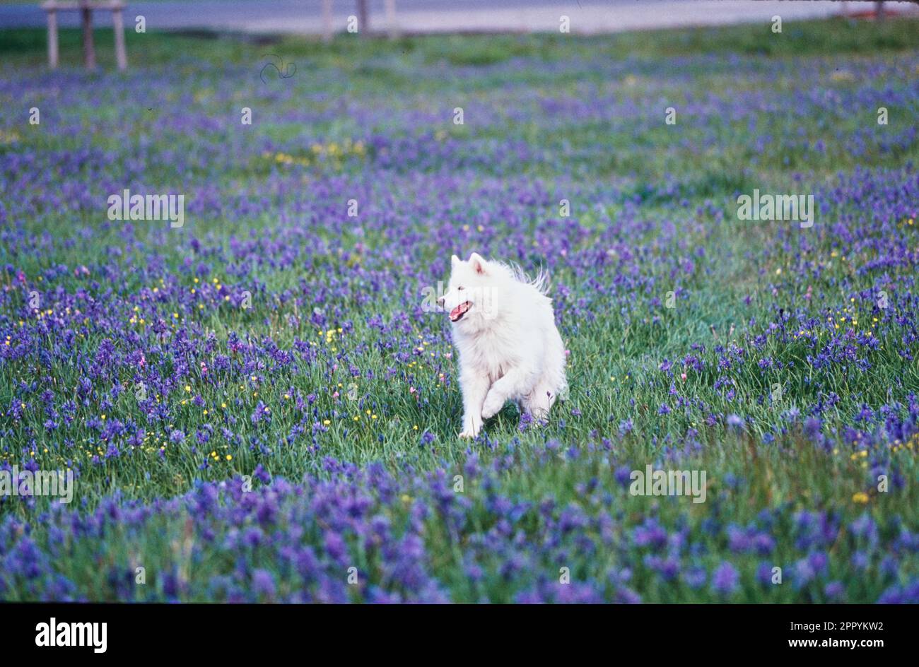 Samoyed running in flower hi-res stock photography and images - Alamy
