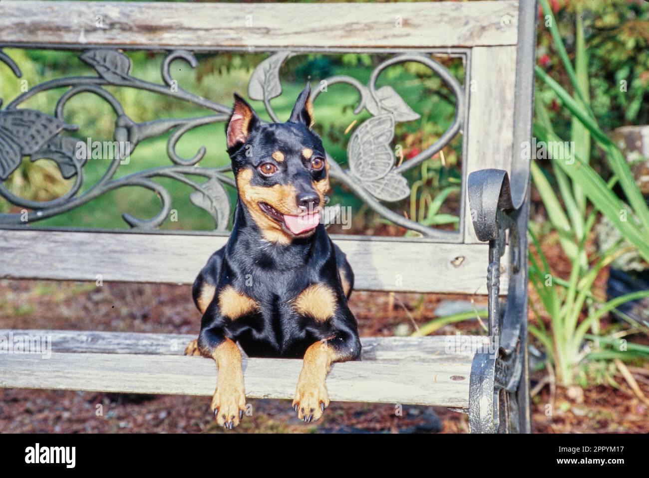 Mini Pinscher laying on wood bench Stock Photo - Alamy